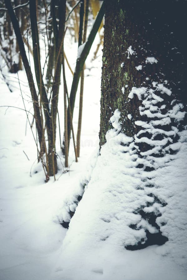 Big Tree Trunk Bottom with Visible Roots Covered in Snow Stock Image ...