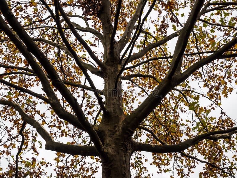 Big Tree Trunk with Branches in Autumn Stock Image - Image of tree ...