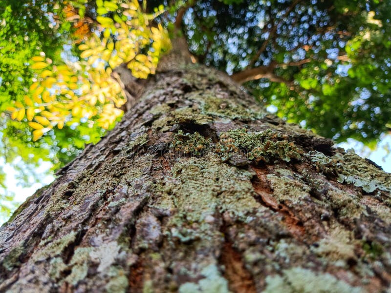 Big Tree Trunk, Close Up Photography Stock Image - Image of close ...