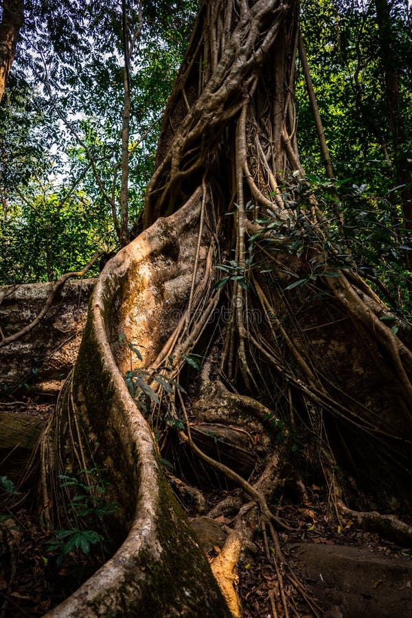Big Tree Trunk Covered by Vine and Root Stock Photo - Image of stem ...