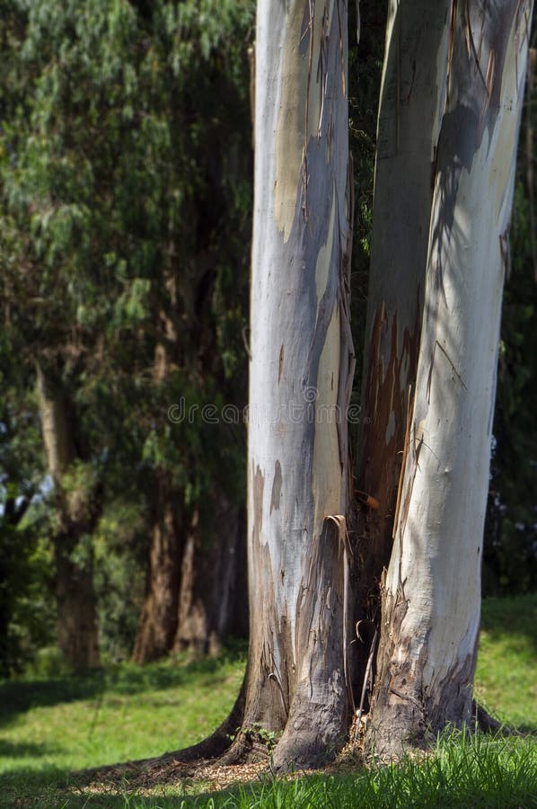 Big Tree Trunk of Eucalyptus Tree. Summertime Stock Photo - Image of ...