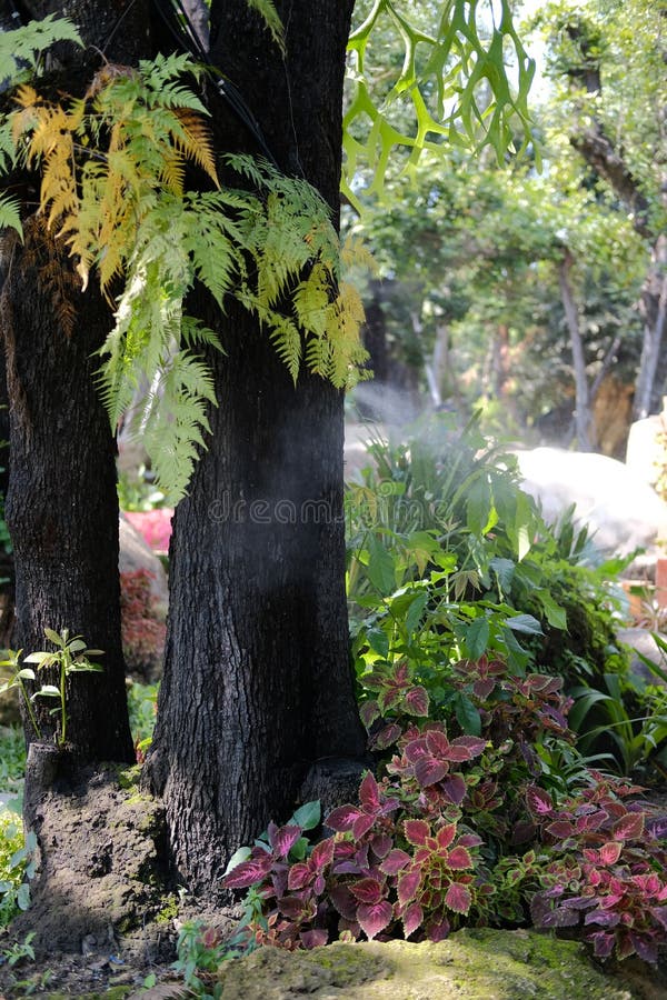 Big Tree Trunk in Flower Garden Park Stock Photo - Image of natural ...