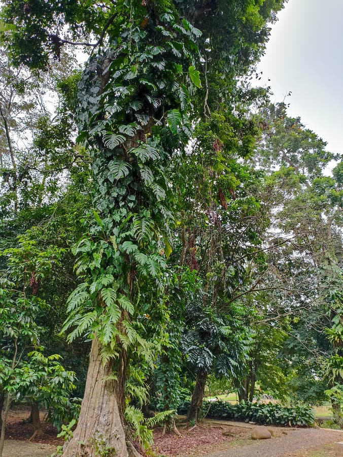 A Big Tree with a Trunk Full of Leaves Stock Image - Image of tree ...