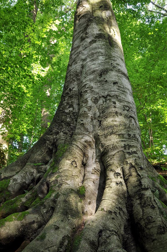 A Big Tree Trunk Hit by Sunrays in Front of Green Leaves Stock Photo ...