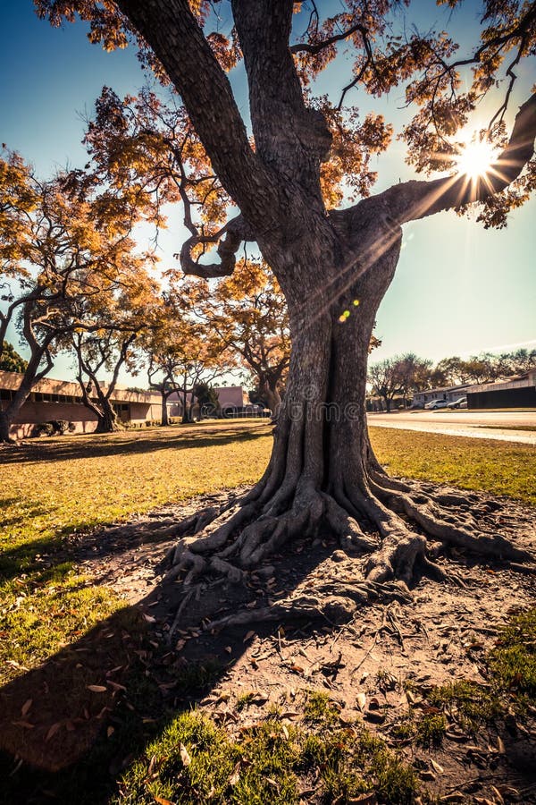 A Big Tree Trunk of Long Beach Stock Photo - Image of america, scene ...