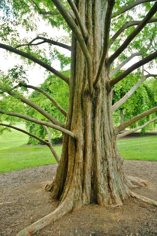 Big Tree Trunk ,and Long Branches at Brookeside Ga Stock Image - Image ...