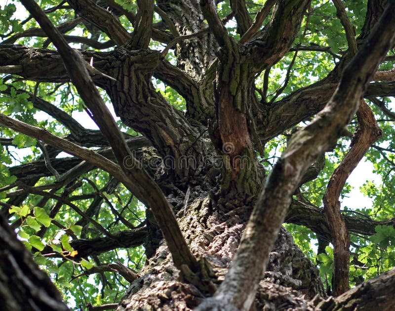 A Big Tree Trunk with a Lot of Branches and Green Foliage on the Top ...