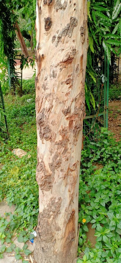 Big Tree Trunk in the Outside Stock Image - Image of deciduous, soil ...
