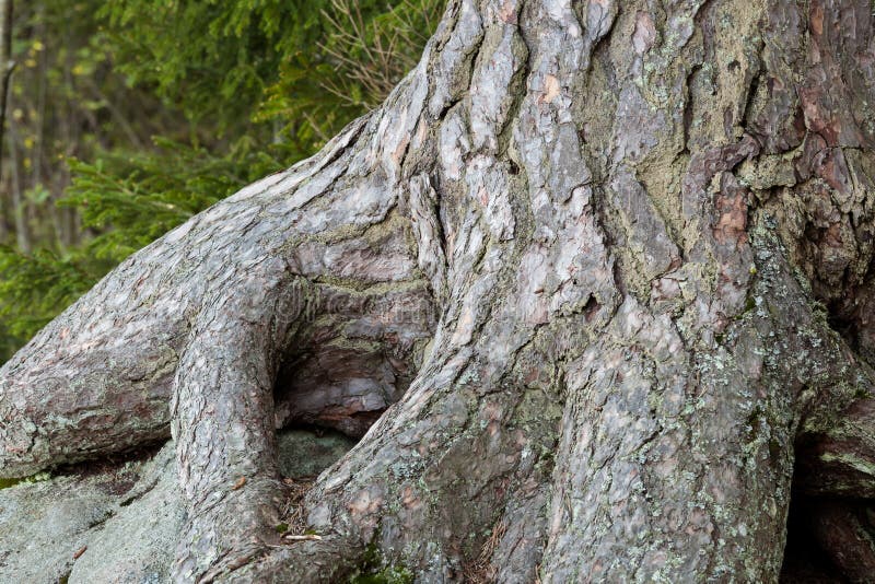 Big Tree Trunk Roots at Forest Stock Photo - Image of ground, stone ...