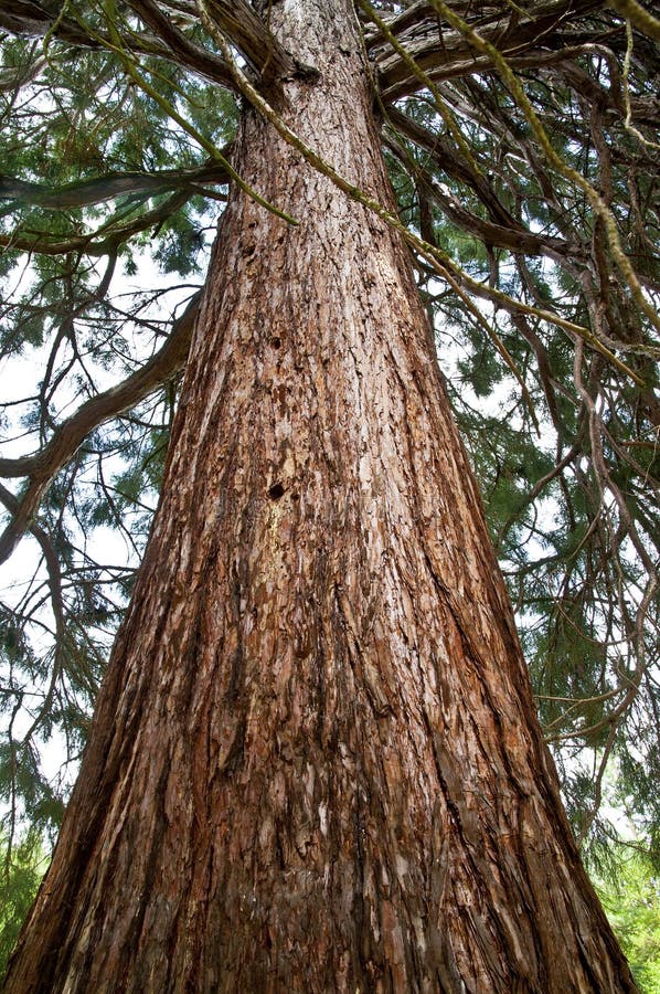 Big tree trunk sequoia stock photo. Image of structure - 138276674