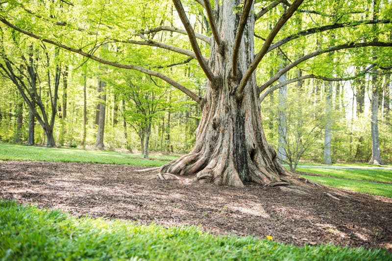 Peaceful tree stock image. Image of summer, spiritual - 14352949