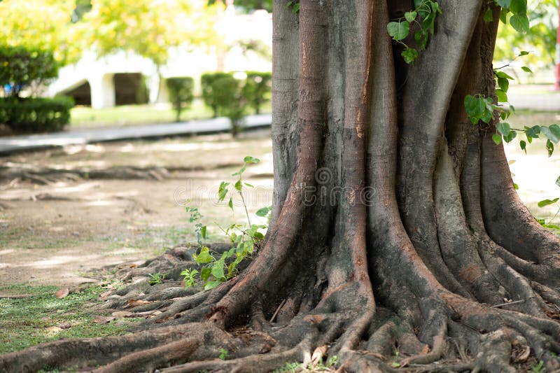 Big Tree Trunk Trunk, Taproot that Extends Around the Trunk, Base of a ...