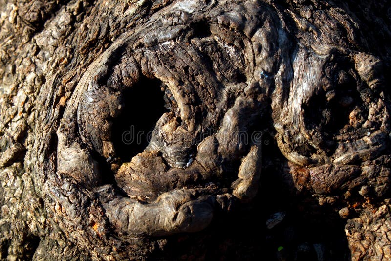 Big Tree Trunk with Twirl Formations Stock Image - Image of philippines ...