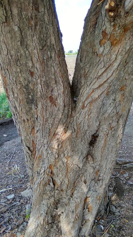 Big tree trunk in y shaped stock image. Image of trunk - 175764559