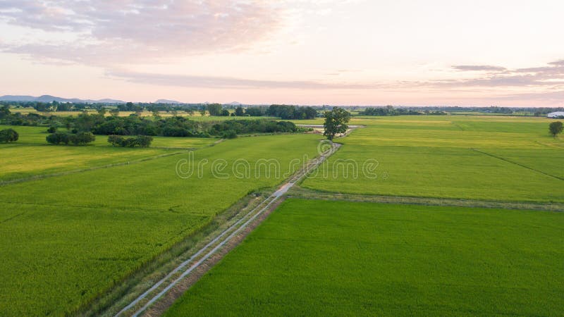 Big Tree Along Footpath beside Two Paddy Fields Stock Photo - Image of ...