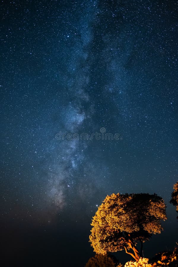 Big Tree Under a Night Sky Full of Stars. Stock Photo - Image of ...