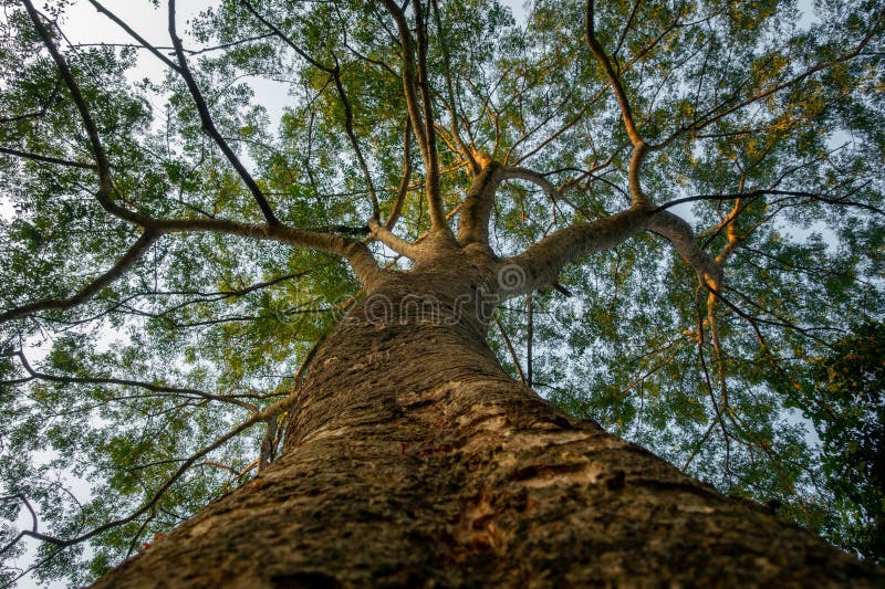 Canopy Shot Under a Mighty Pine Tree Stock Image - Image of wooden ...