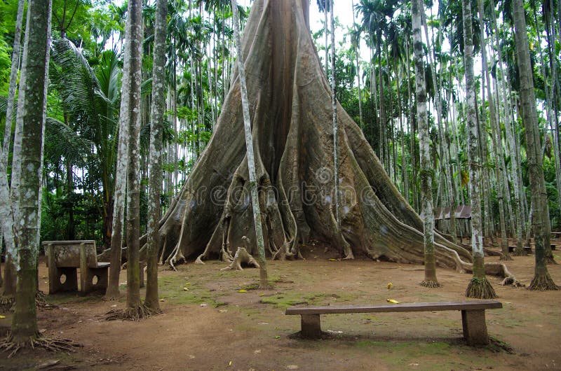 The Big Tree in Uthai Thani, Thailand Stock Photo - Image of tree ...