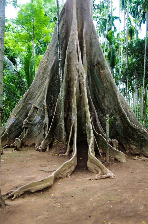 The Big Tree in Uthai Thani, Thailand Stock Photo - Image of natural ...