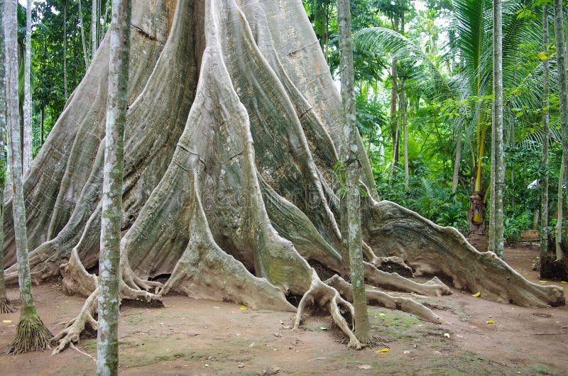 The Big Tree in Uthai Thani, Thailand Stock Image - Image of asia ...