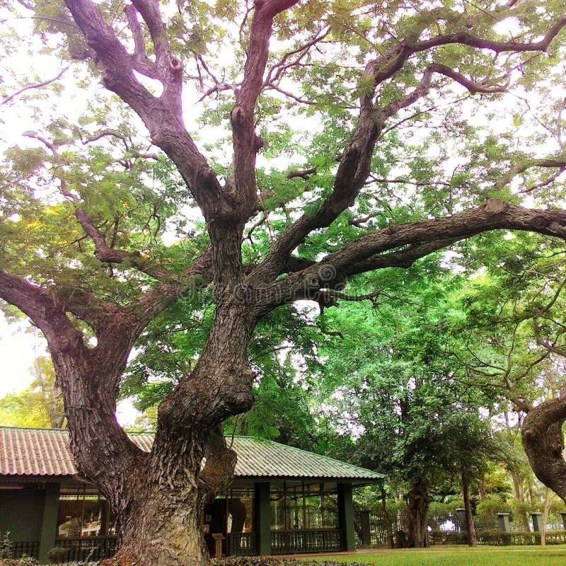 Big tree stock photo. Image of tree, years, large, size - 54459100