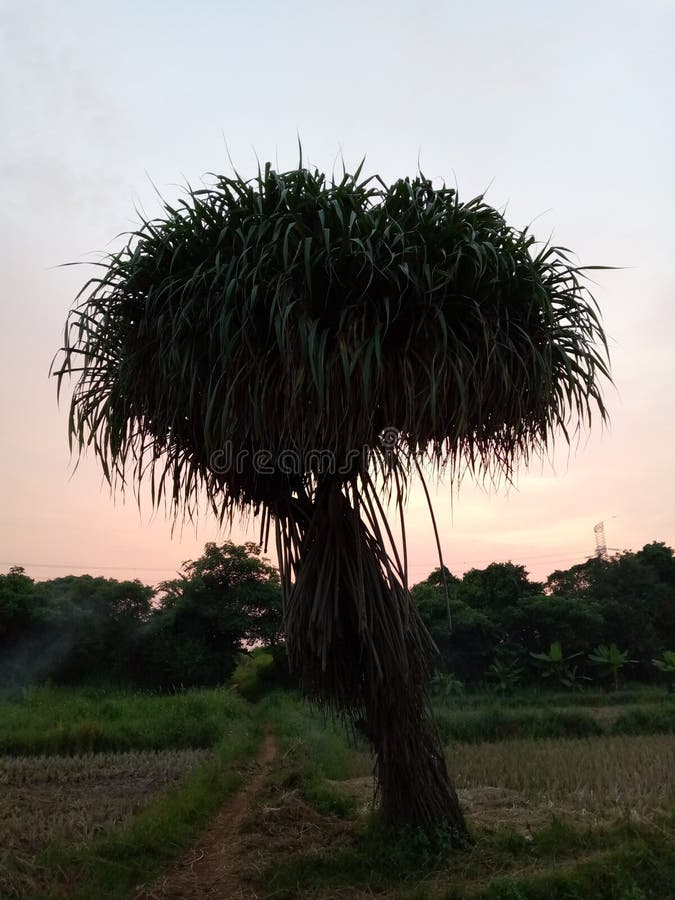 Big Tree, Very Unique and Cool Stock Photo - Image of cool, tree: 307882332