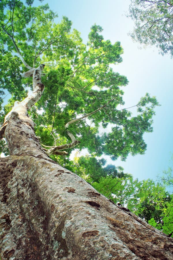 Big tree stock image. Image of view, texture, surface - 57916035