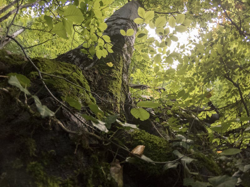 Big Tree View from Bug`s Eye Perspective Stock Photo - Image of view ...