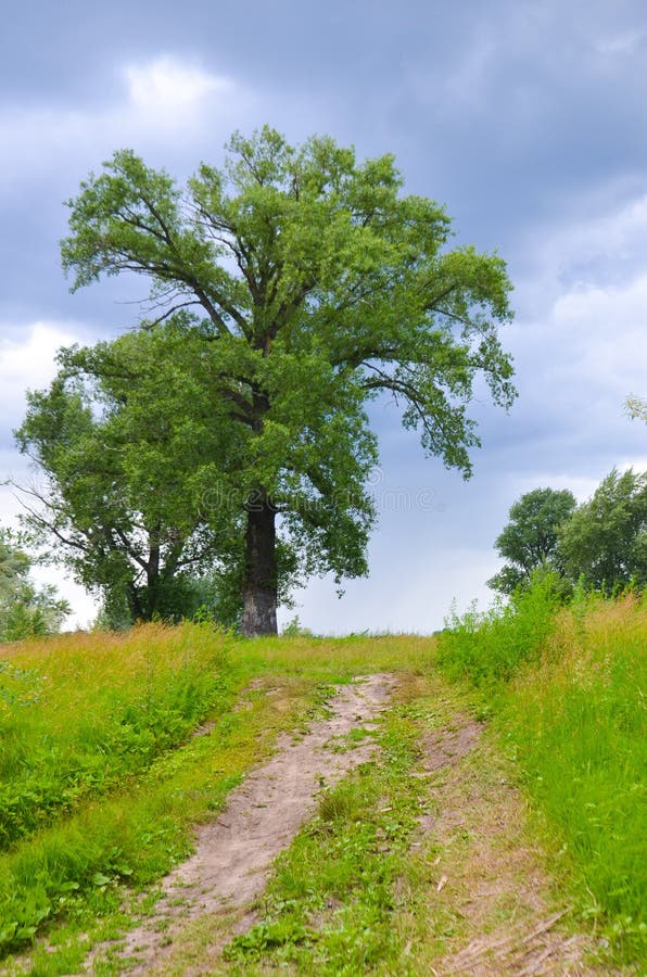 Big Tree Village Road To the Sky Stock Image - Image of fresh, hill ...