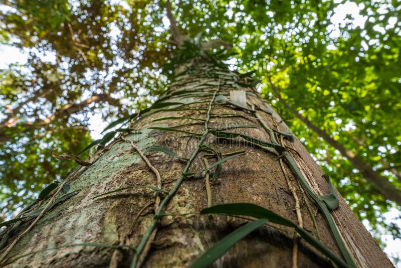 Big Tree with Vines in the Forest and Leaves and Sky Bokeh Stock Photo ...