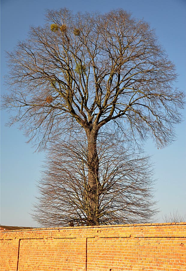 Big tree and the wall stock photo. Image of fence, walln - 89837994