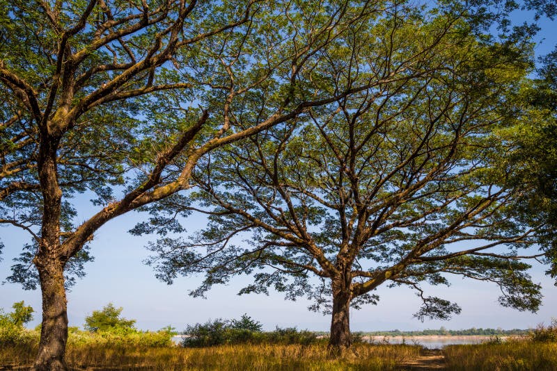 Big tree stock photo. Image of spring, root, outdoor - 75080426