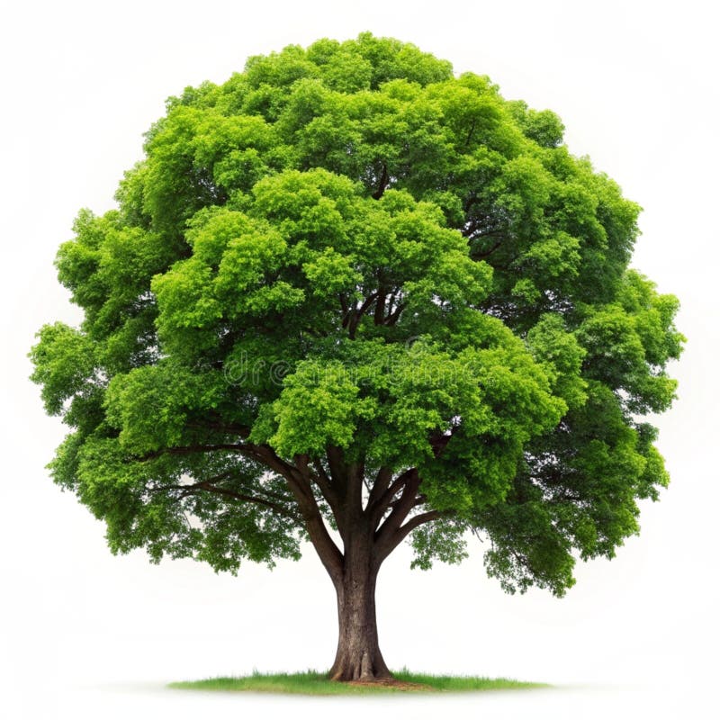 Big Tree on White Background Stock Illustration - Illustration of ...