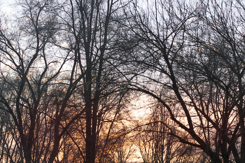 Big Tree in the Winter Sunset in the Park Stock Photo - Image of close ...