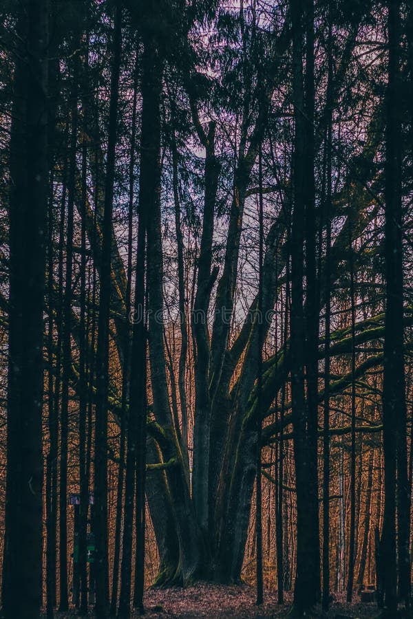 Big tree in the wood stock image. Image of autumn, bigtree - 168355739