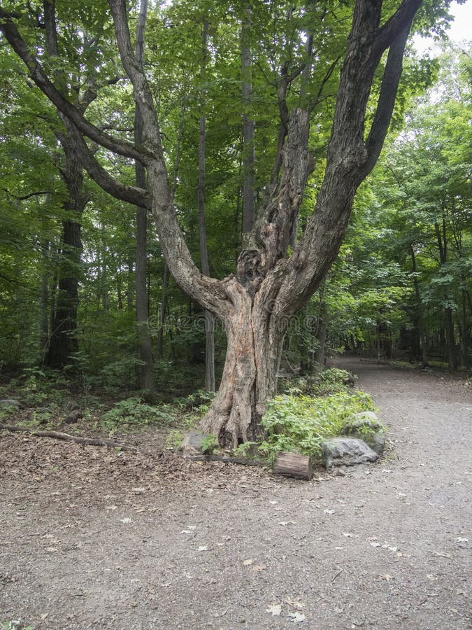 Big tree in the woods stock image. Image of montreal - 44161113