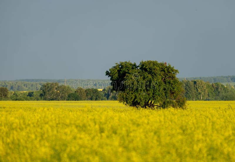 The Big Tree in the Yellow Field Stock Image - Image of yellow, sunny ...