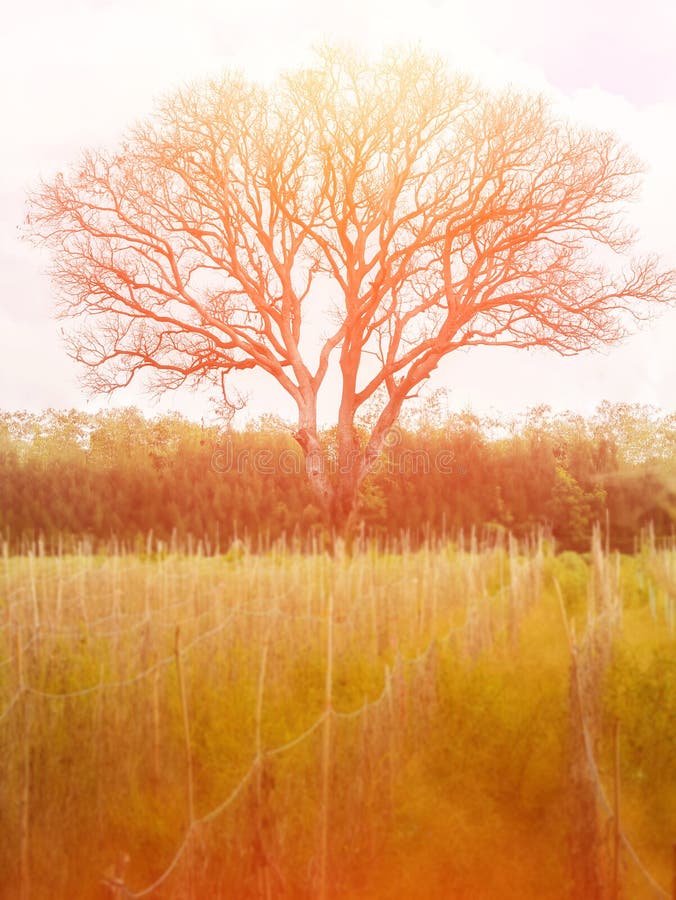 Big Tree and Yellow Field with Filter Effect Stock Image - Image of ...
