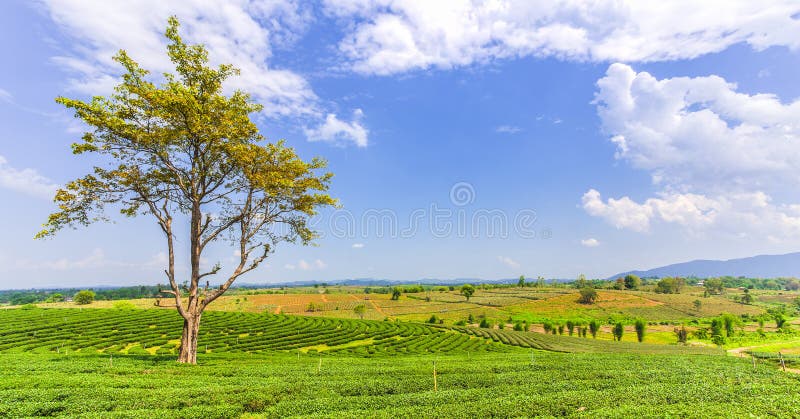 Big Tree Yellow in Tea Plantation. Stock Photo - Image of branch ...