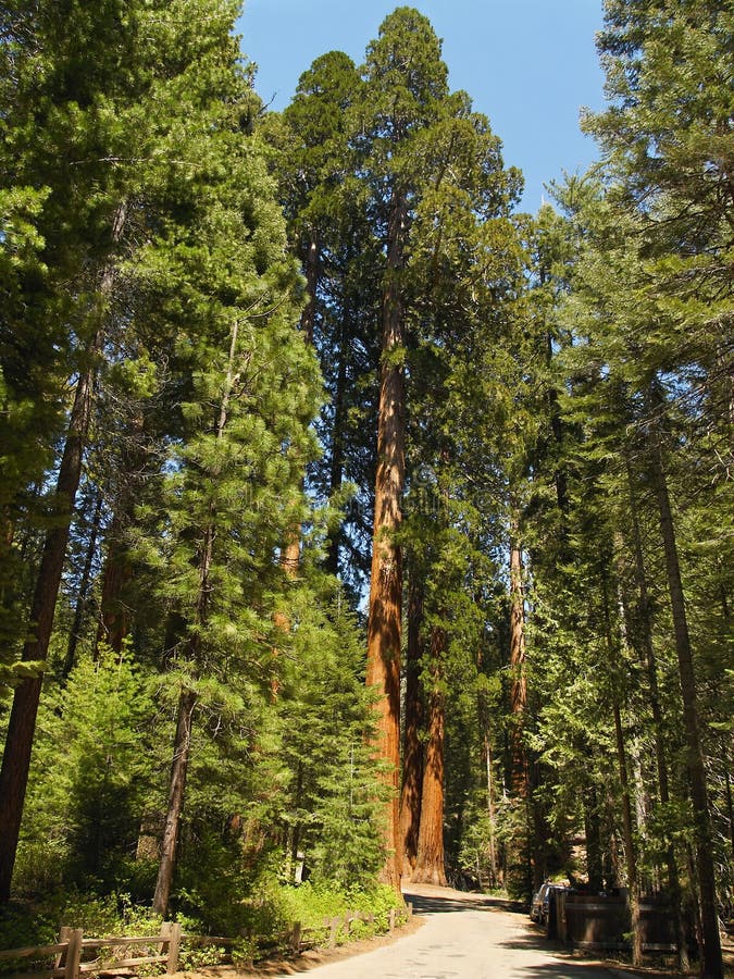 Big Trees stock photo. Image of giant, redwoods, california - 1815242