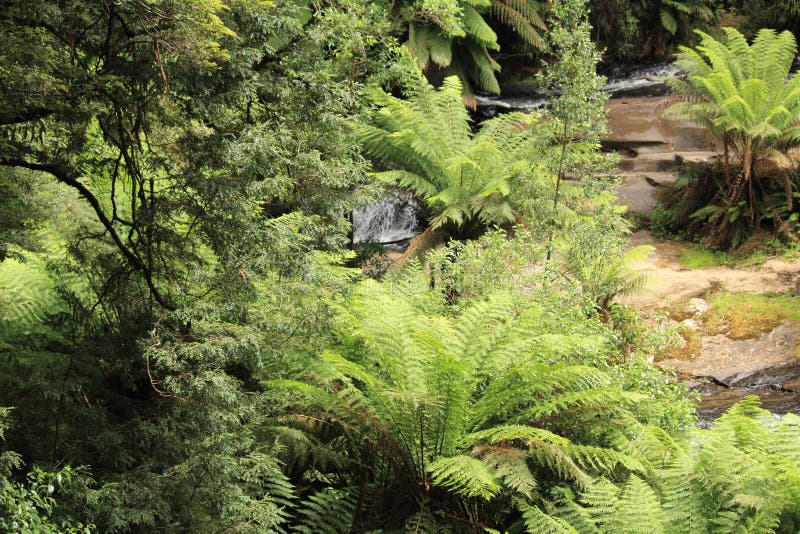Big Trees in Australian Rainforest Stock Photo - Image of queensland ...
