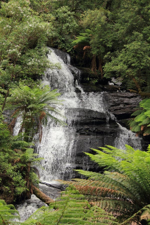 Big Trees in Australian Rainforest Stock Image - Image of plant ...