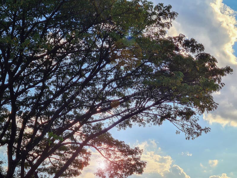 Big Trees Backlit, Blue Sky and Sunlight Stock Photo - Image of ...