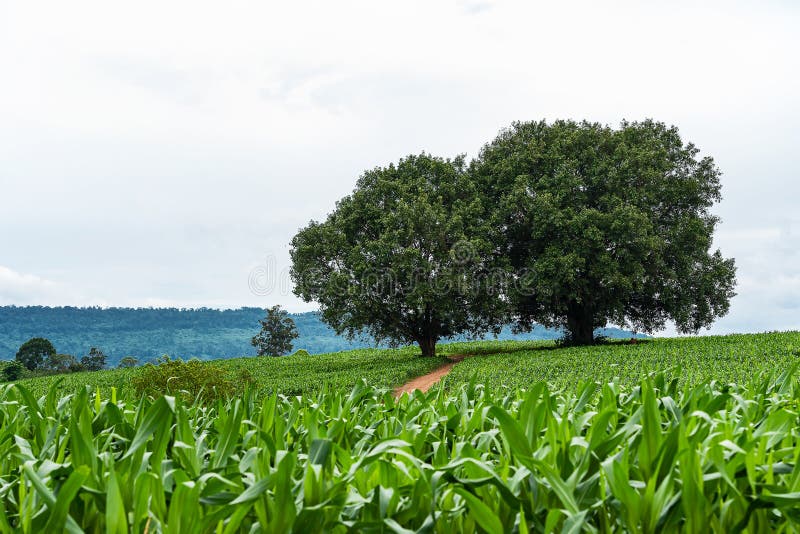 The Big Trees in the Corn Field Stock Image - Image of blue ...