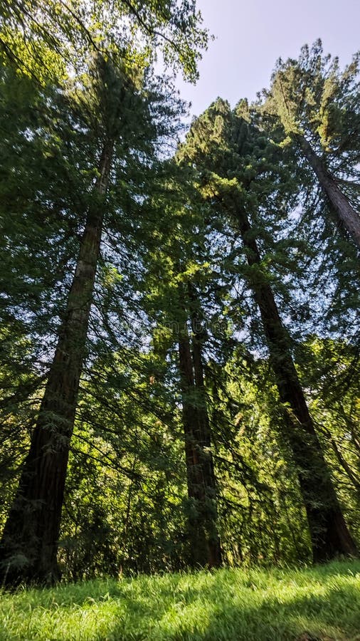 Big Trees on the Countryside of Hogsback, South Africa Stock Image ...