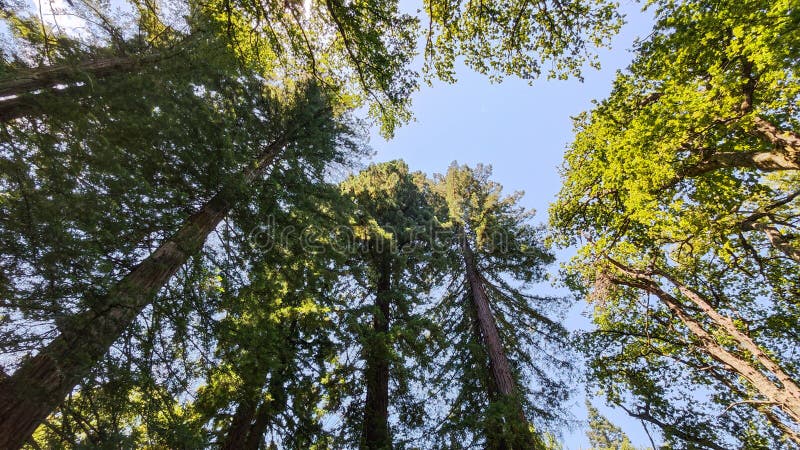 Big Trees on the Countryside of Hogsback, South Africa Stock Image ...