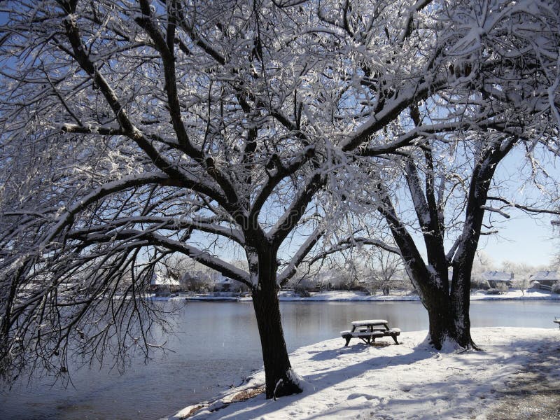 Big Trees Covered with Ice and Snow Tower Over a Snow-covered Table by ...