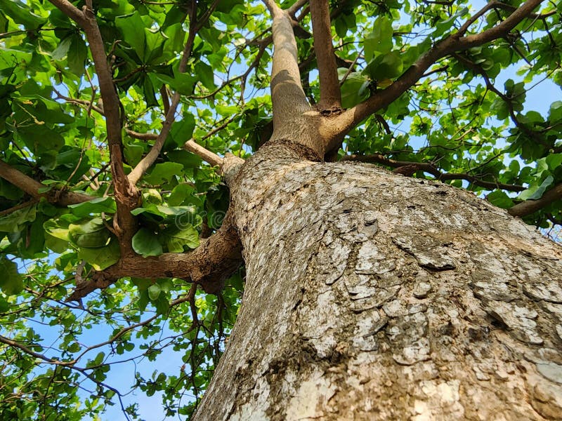 Big Trees that Decorate the Park and the Edge of the Lake, Natural and ...