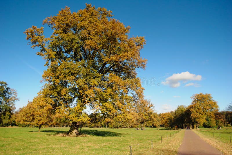Big Trees in Dutch Landscape Stock Photo - Image of netherlands, rural ...
