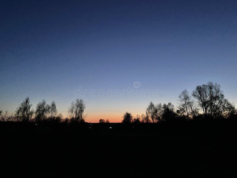 Big trees at early dawn stock photo. Image of beautiful - 247004662